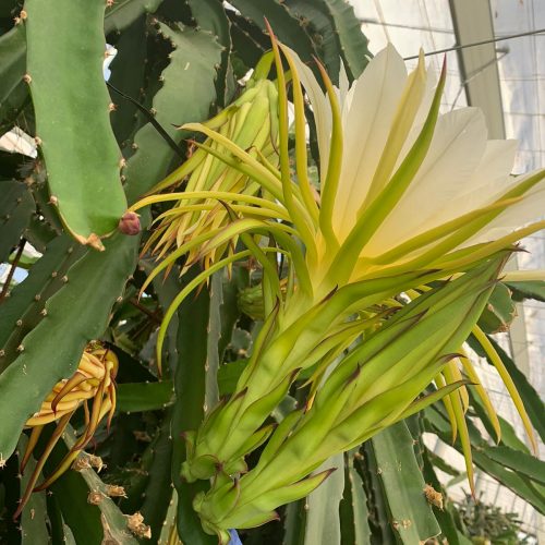 La polinización como punto clave en la obtención de frutos en pitaya ...